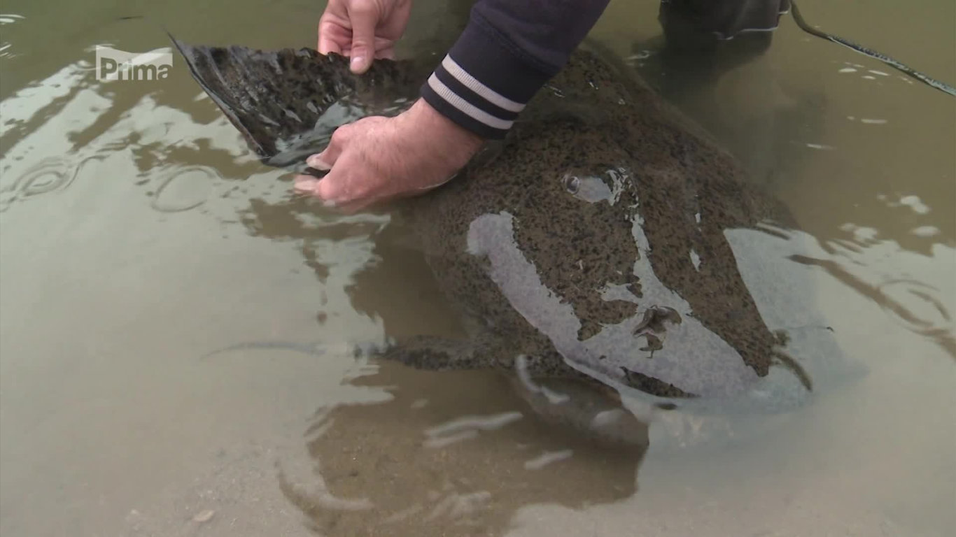 Legendární ryby 12 - lidožravý sumec - Legendární ryby - Prima Zoom