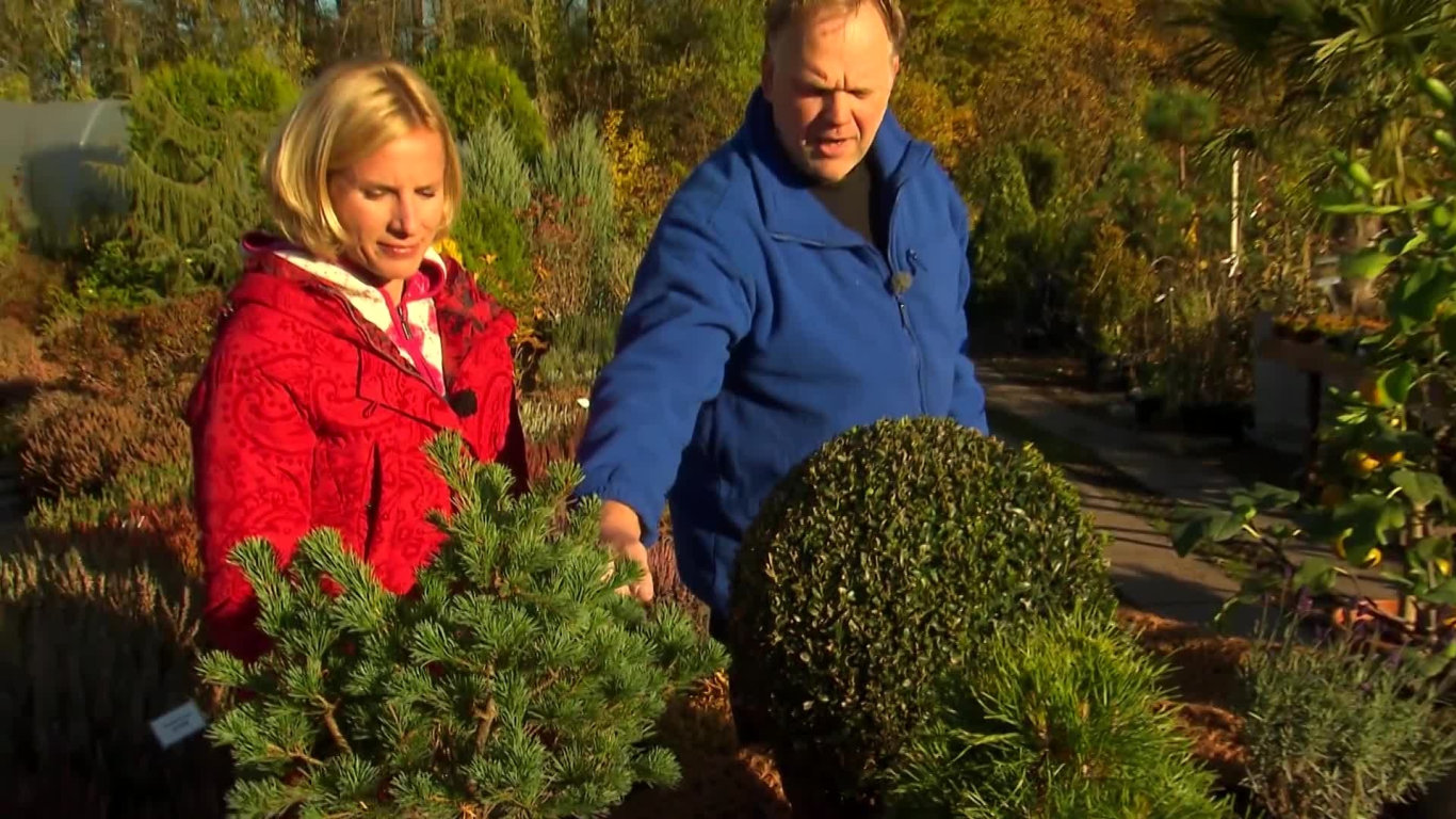 Jak zazimovat stálezelené rostliny na terase - VÁŠ PRIMA RECEPTÁŘ ...