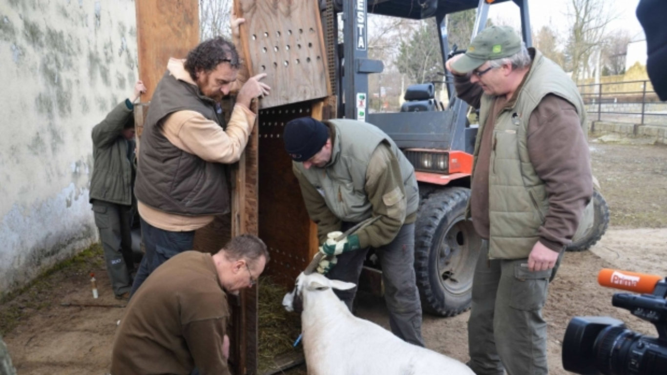 Zprávy - Stěhování ZOO - Prima ZOOM - Prima Zoom