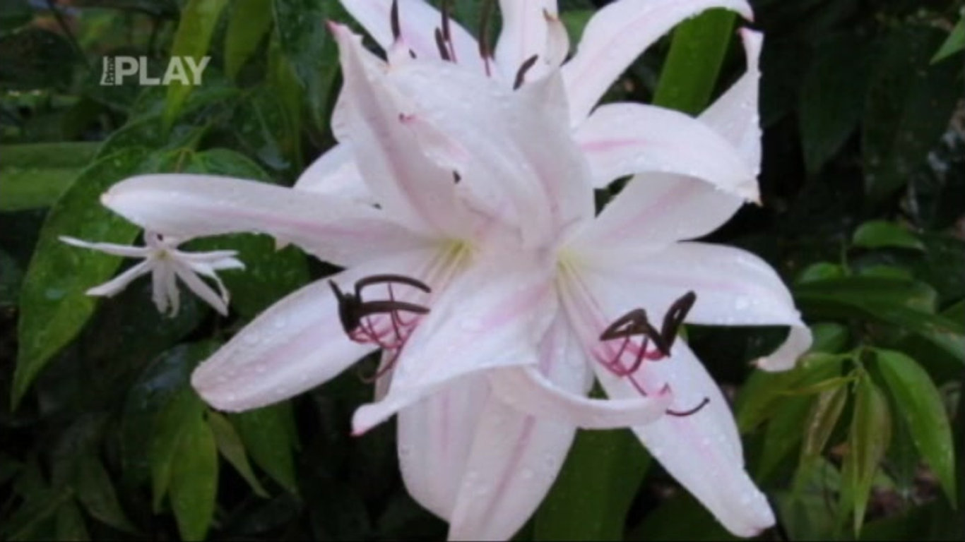 Pěstování květiny Křín - Receptář prima nápadů - Prima Ženy