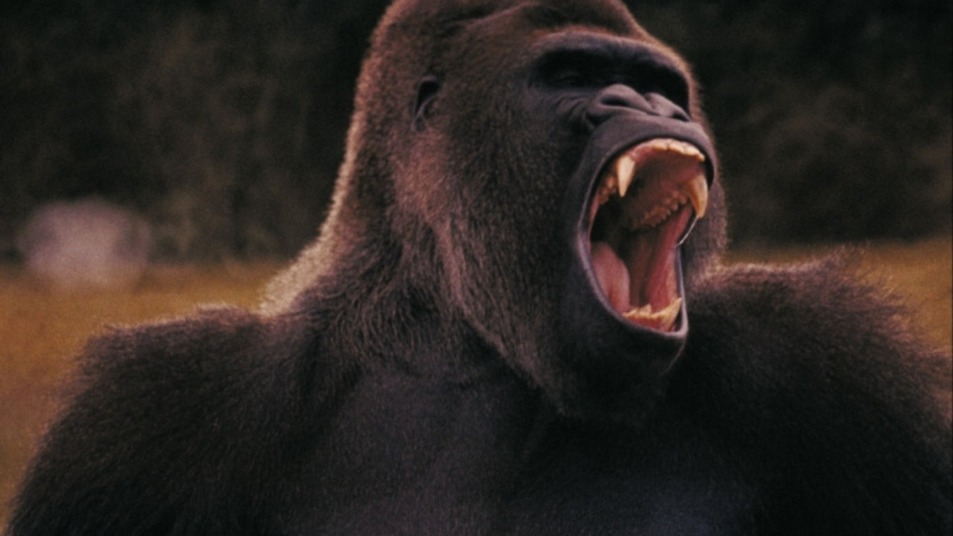 Test Gorilla - Prima ZOOM - Prima Zoom