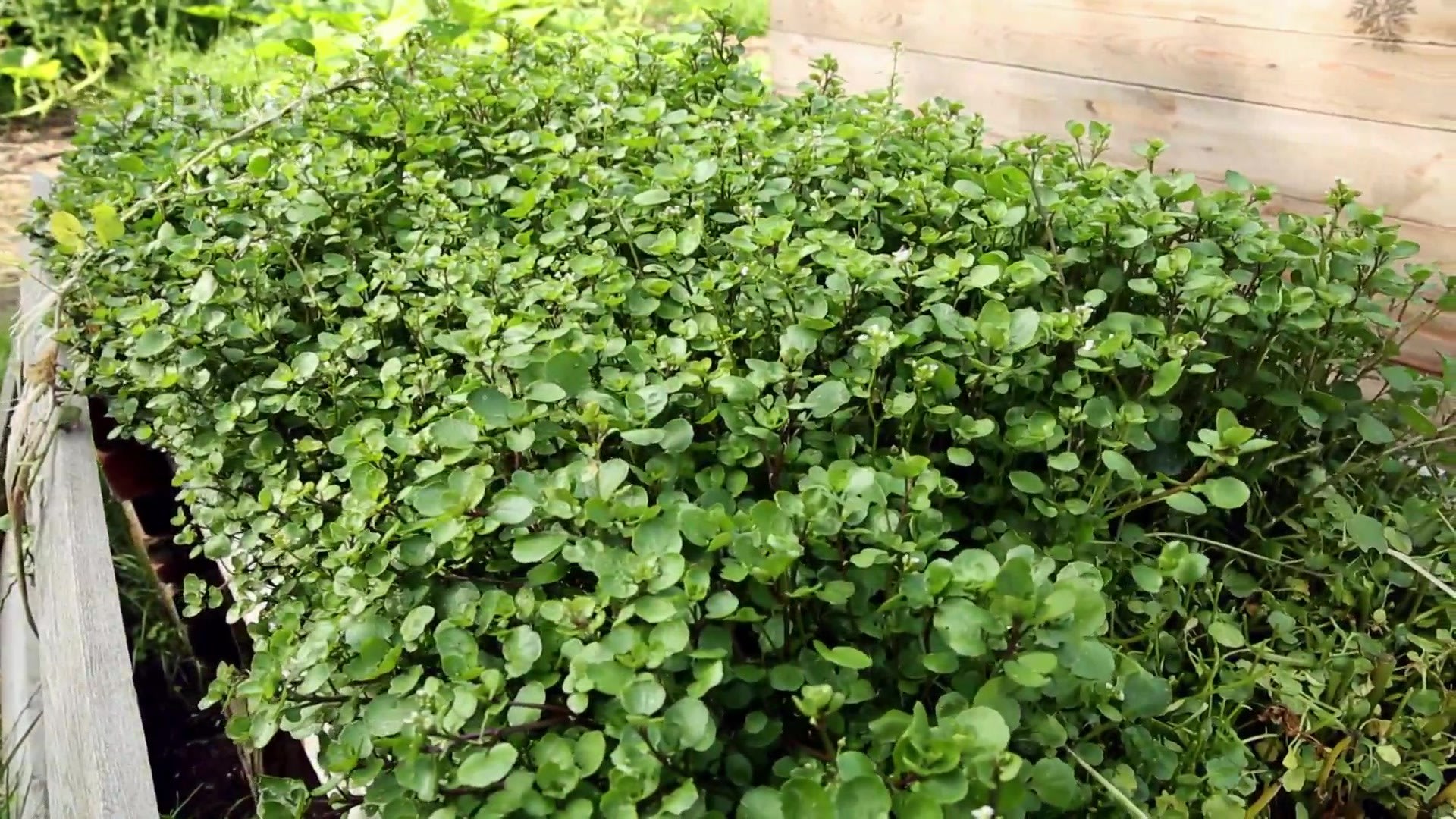 Potočnice lékařská - pěstování a využití - bonus pořadu Vychytávky Ládi ...