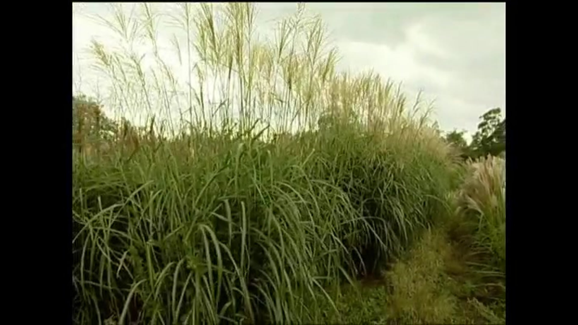 Druhy okrasných trav a jejich pěstování - bonus pořadu Receptář prima ...