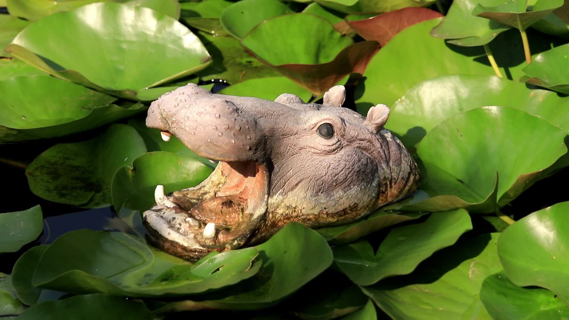 TOP STAR magazín 2018 (36): Dalibor Janda - zahrada - bonus pořadu TOP ...