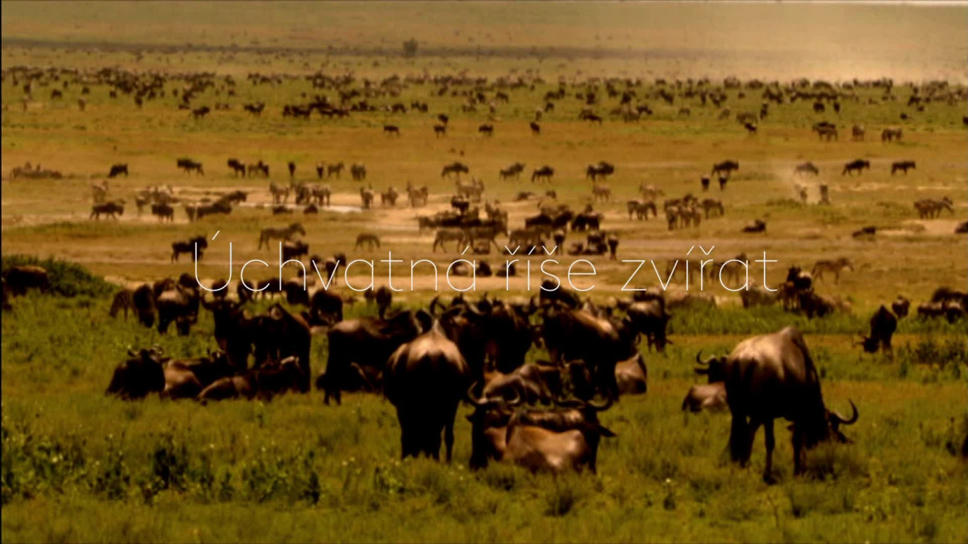 Elza: Lvice, která změnila svět - upoutávka - Prima ZOOM - Prima Zoom