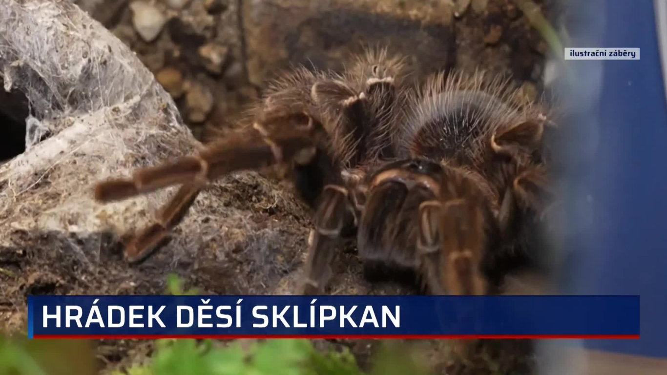 Velký pavouk děsí obyvatele Hrádku na Třinecku - CNN Prima NEWS