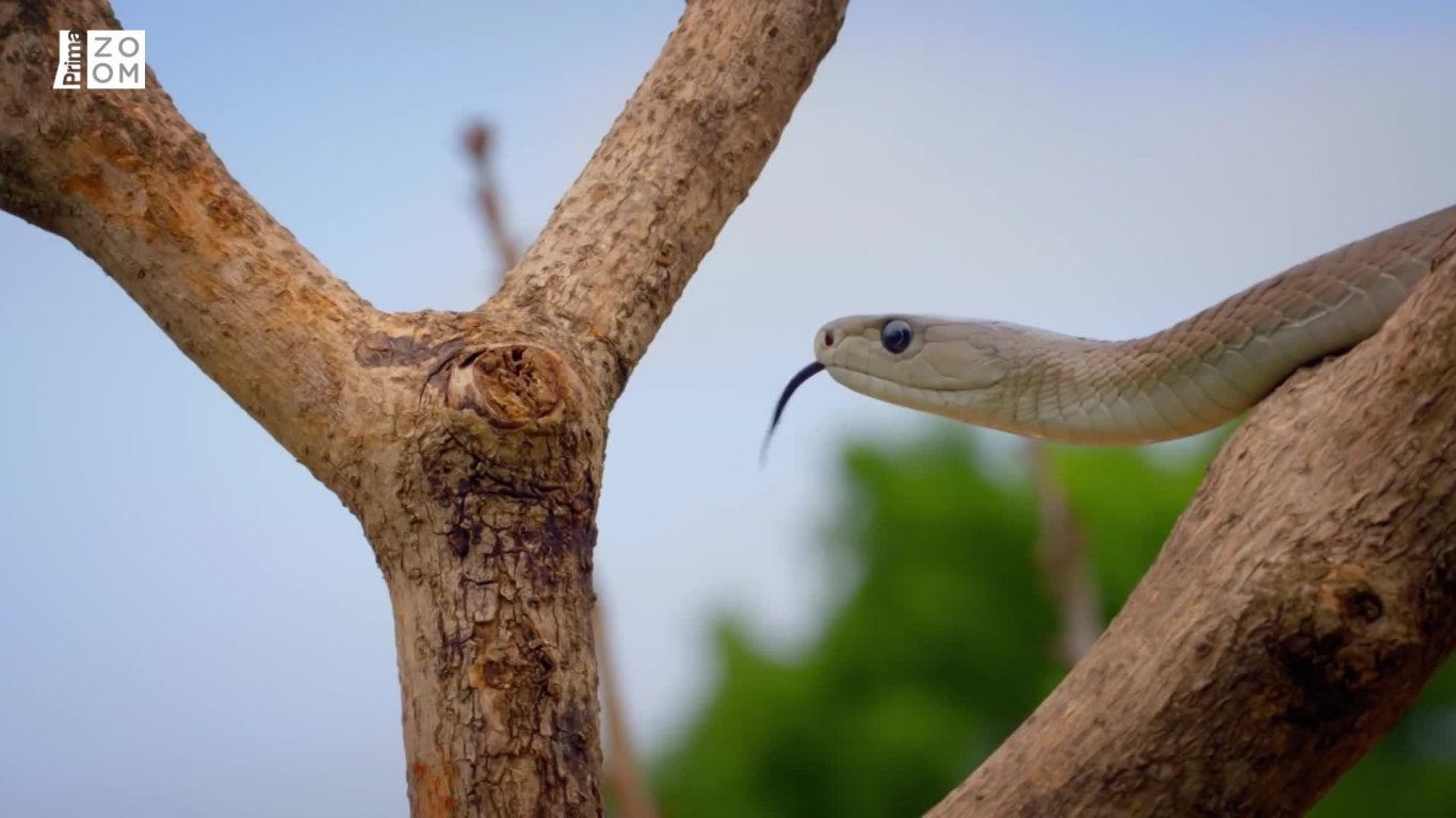 Nejjedovatější zvířata světa (2) – Mamba černá - Prima ZOOM - Prima Zoom