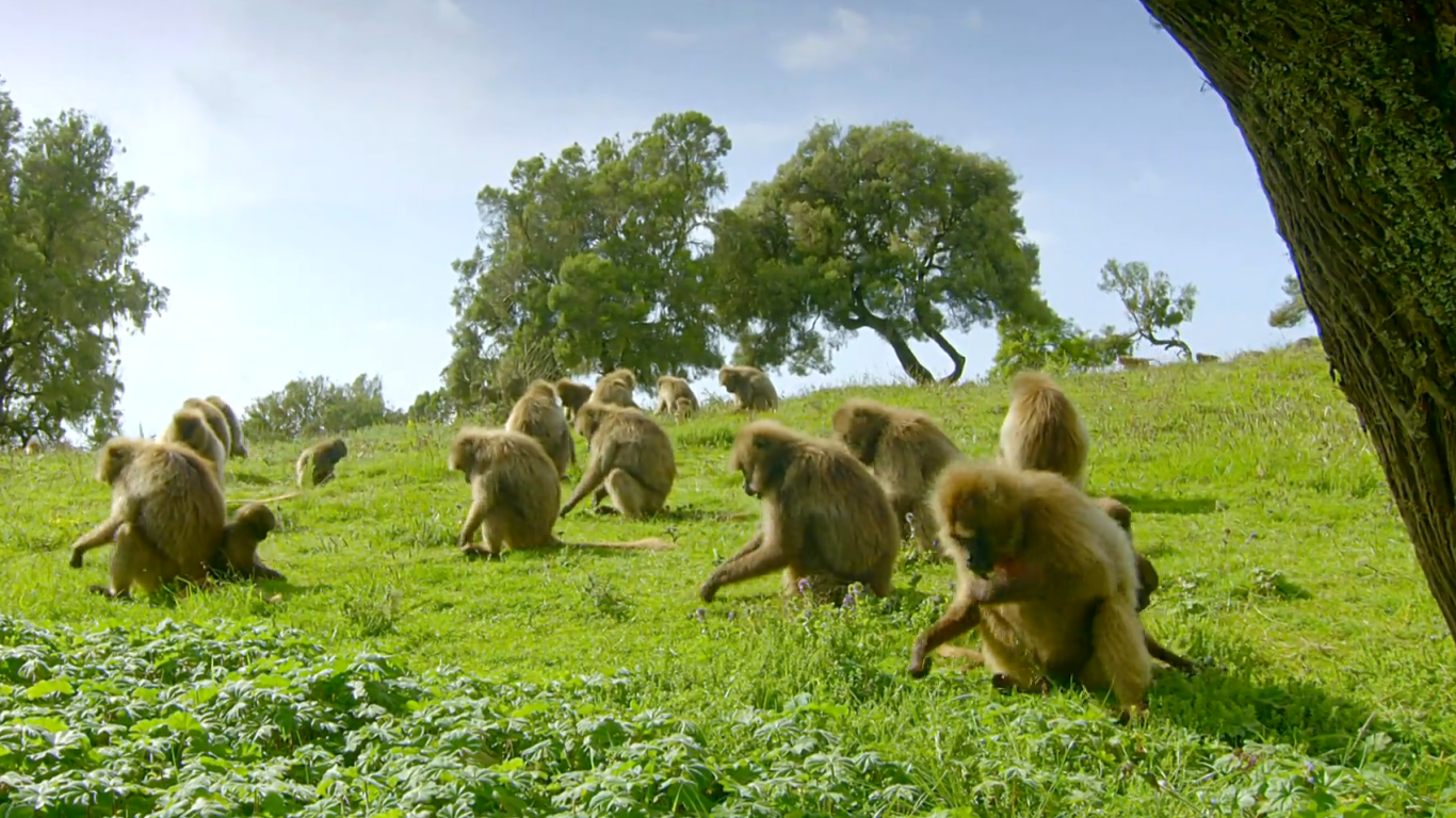 Afričtí paviáni - V zemi primátů - Prima Zoom