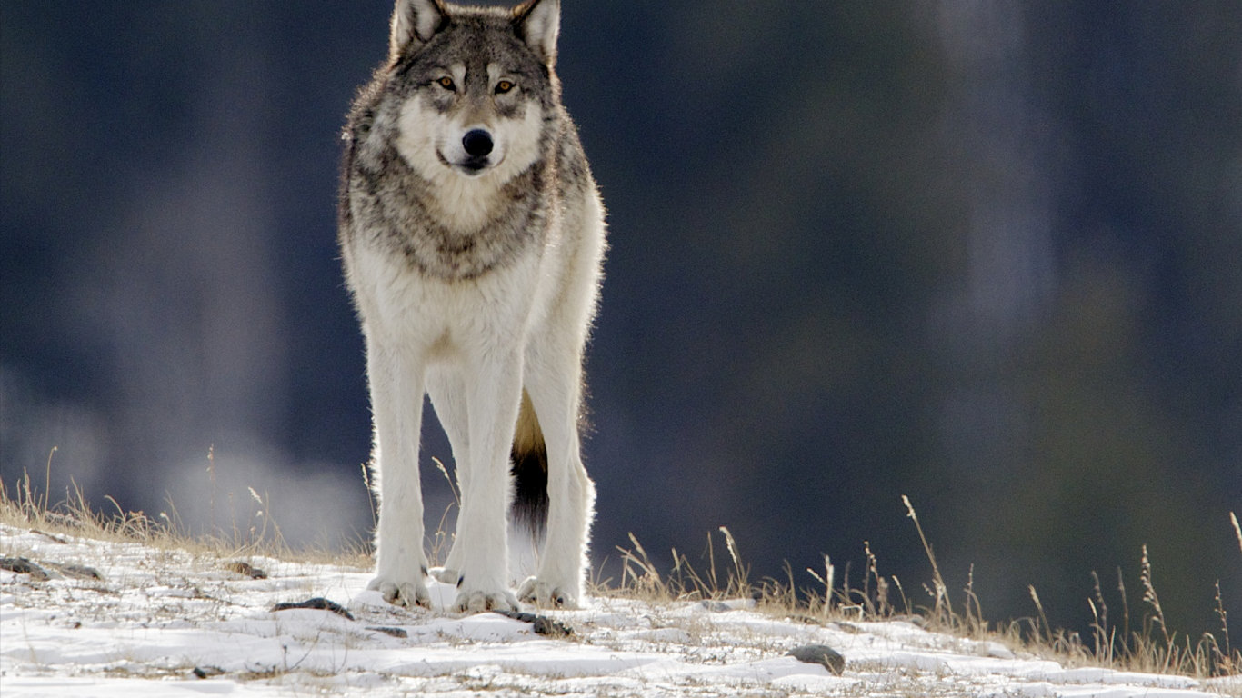 Brány Arktidy - Národní parky Severní Ameriky - Prima Zoom