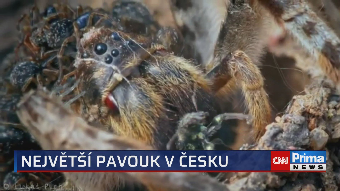 Největší pavouk v Česku - HLAVNÍ ZPRÁVY - CNN Prima NEWS