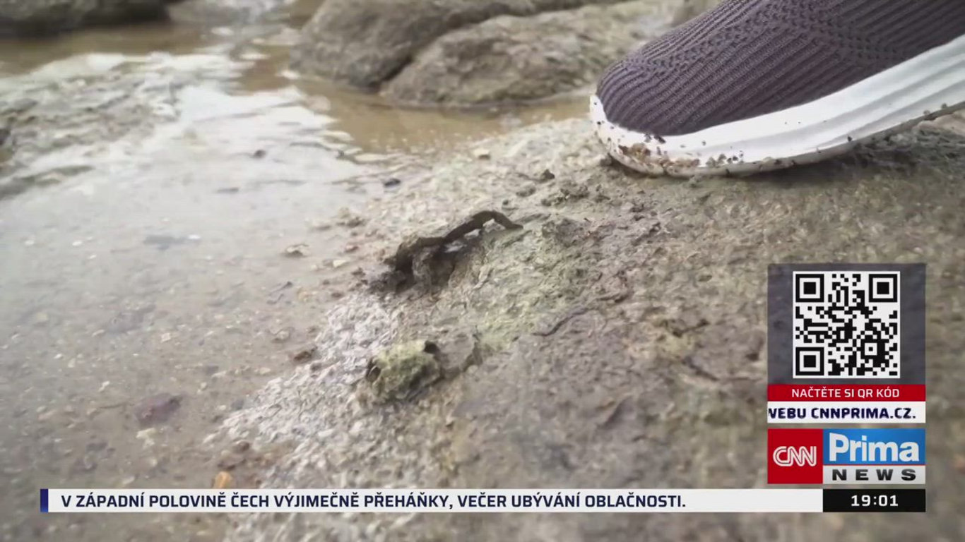 Způsobily smrt psů sinice? - HLAVNÍ ZPRÁVY - CNN Prima NEWS