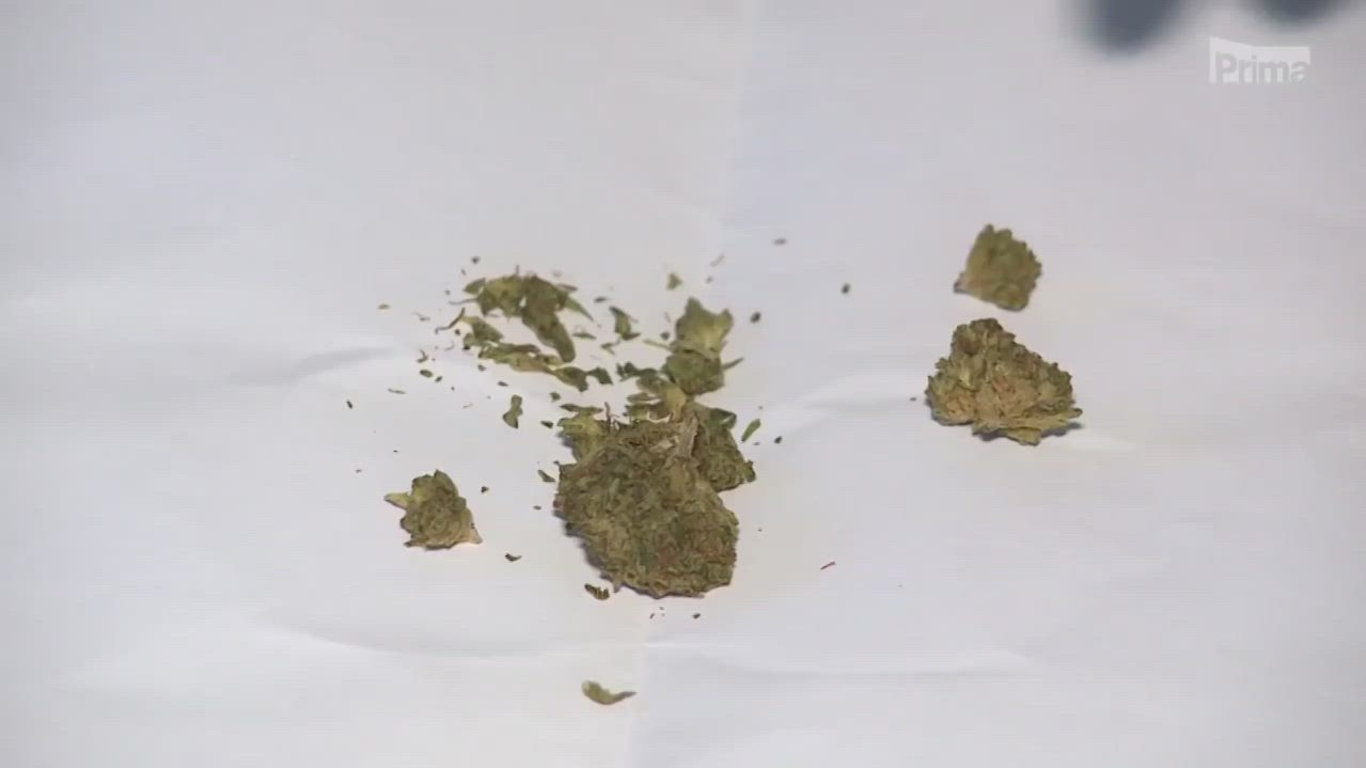 Herba: nová droga chudých - HLAVNÍ ZPRÁVY - CNN Prima NEWS