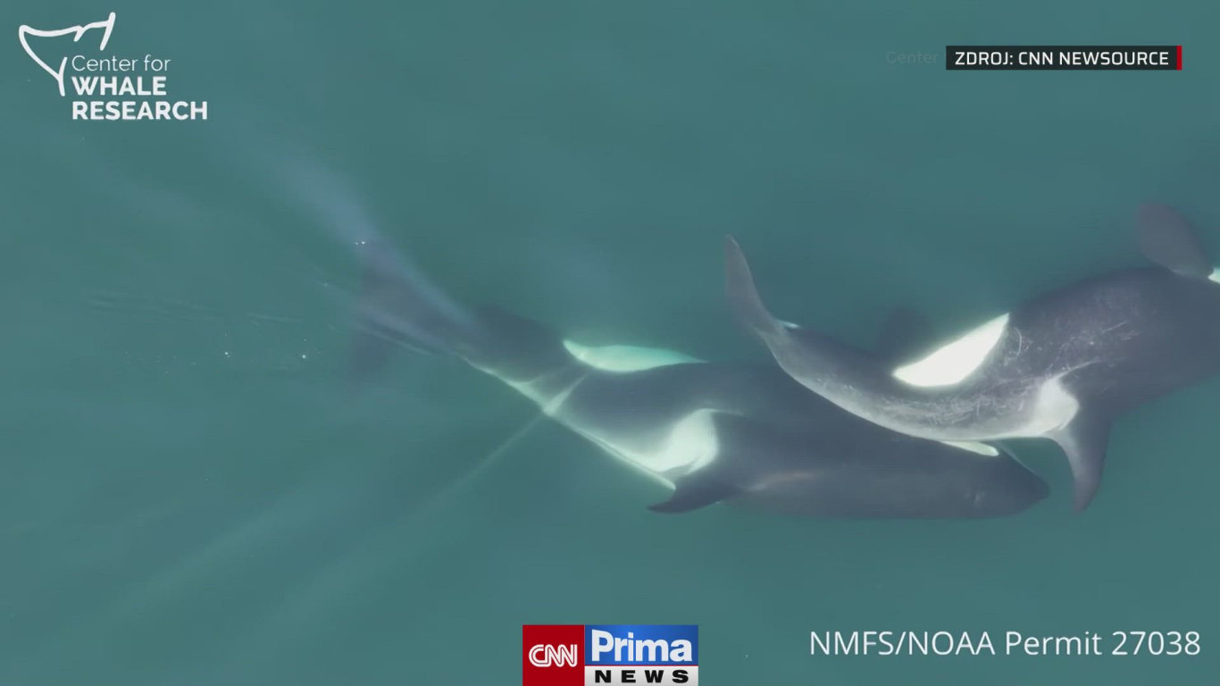 Vědci natočili zvláštní chování kosatek, pomocí nástroje se nejspíše ...