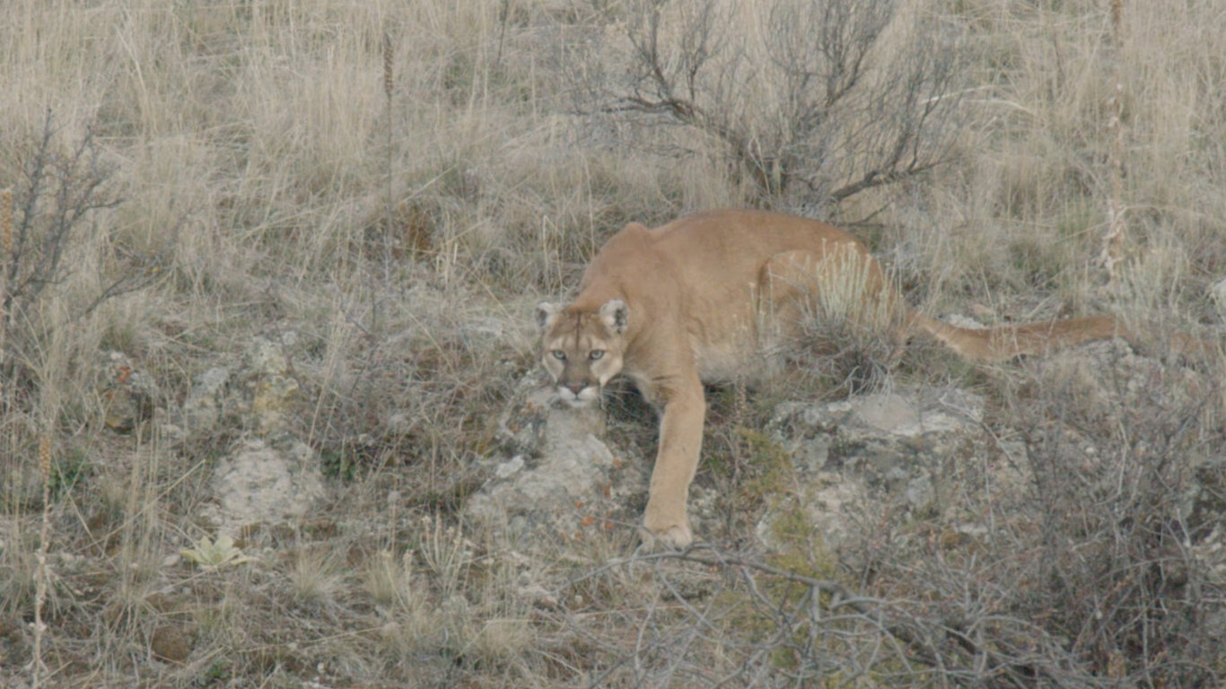 Puma a já - Prima Zoom