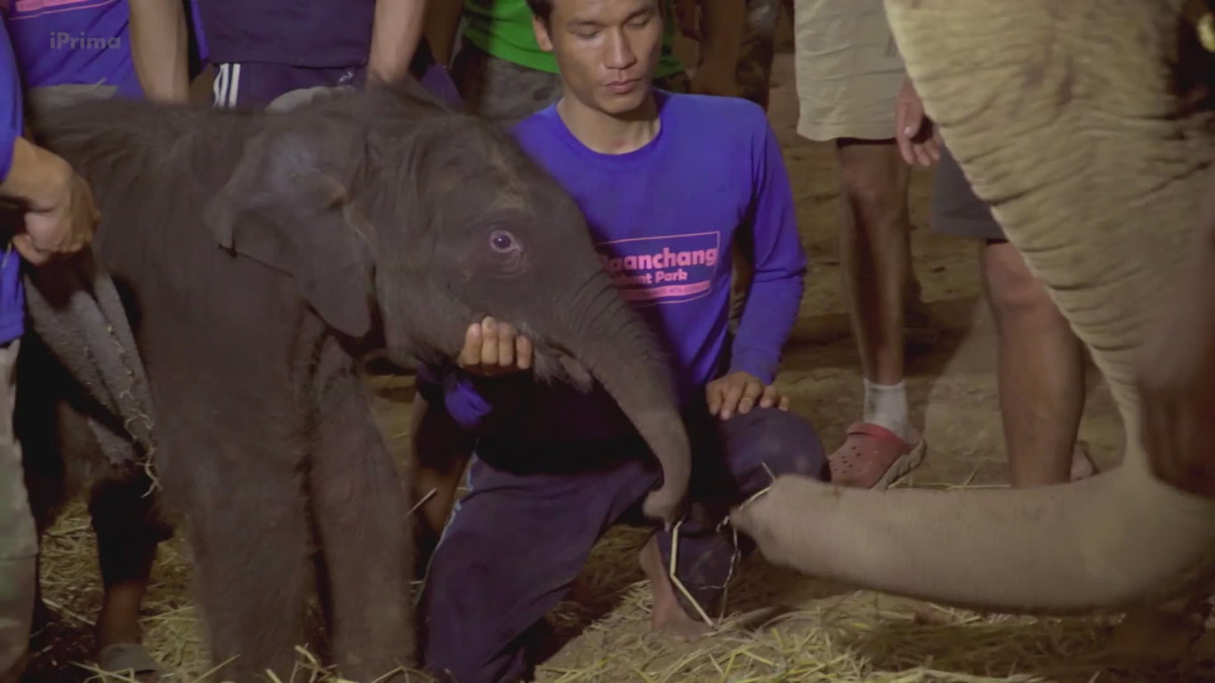 Frank mezi slony (3) - Frank mezi slony - Prima Zoom